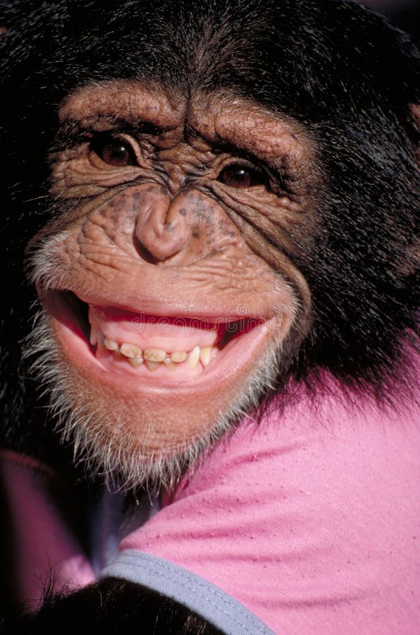 Grinning chimp stock photo. Image of happy, close, wildlife - 2207934