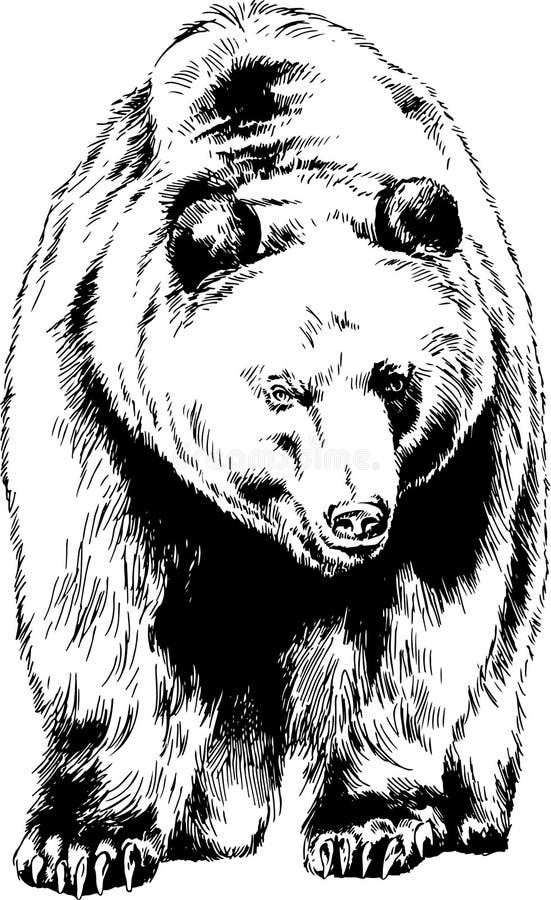 Grinning Face of a Snarling Bear Painted by Hand Stock Vector ...