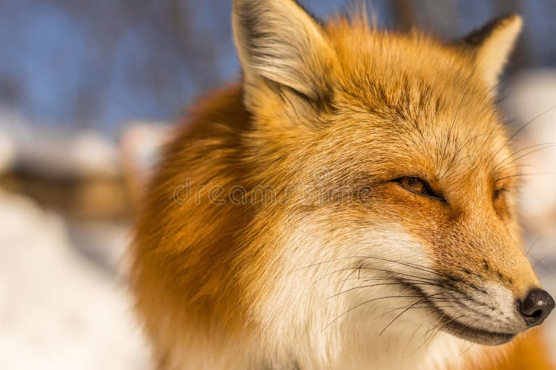 Grinning Fox stock photo. Image of vulpes, hunter, home - 51957486