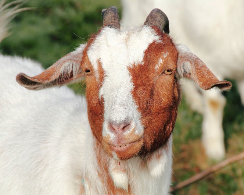 Cheshire Grin Stock Photos - Free & Royalty-Free Stock Photos from ...