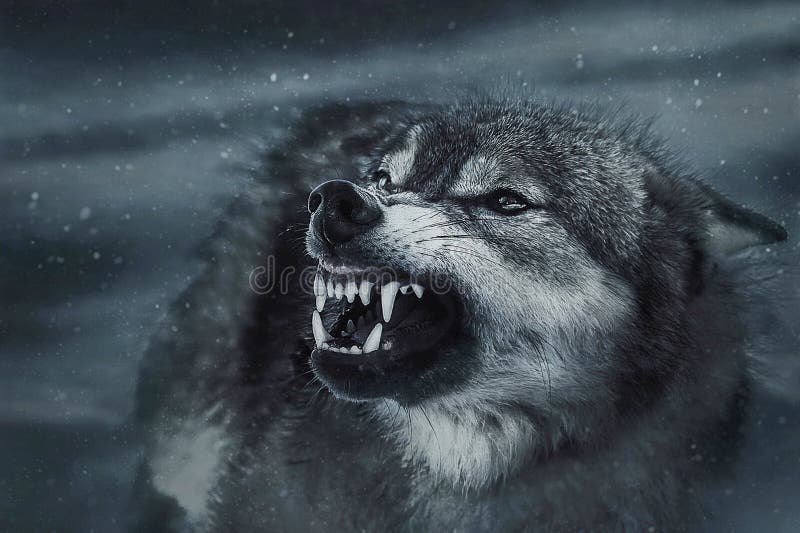 243 Grin Wolf Stock Photos - Free & Royalty-Free Stock Photos from ...