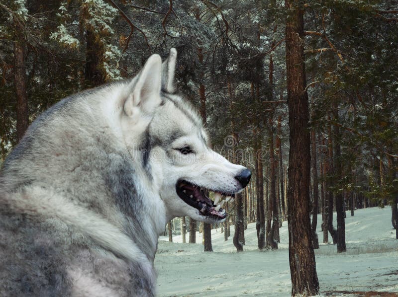 Angry Gray Wolf in Winter Forest Stock Image - Image of wolf ...