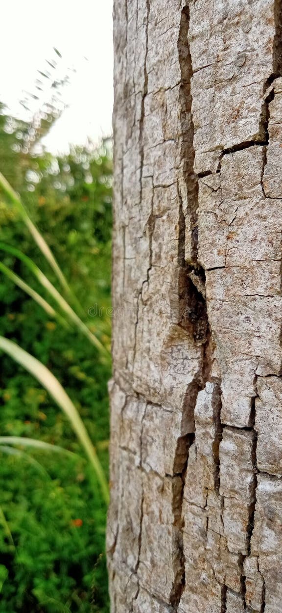 Grip stock image. Image of wonderd, tree, grip, crack - 161664267