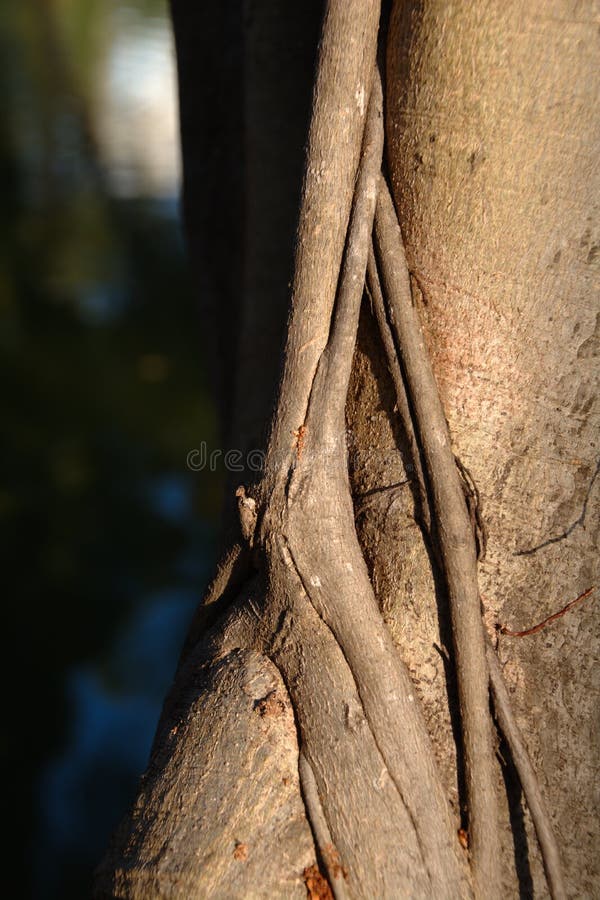 Clamping tree. stock image. Image of orange, strut, sergeant - 59714457