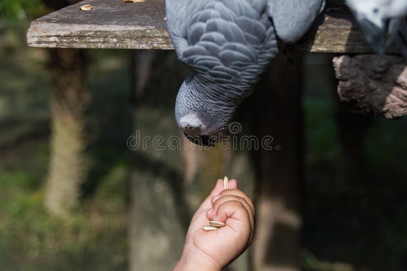 Loro Loro Del Gris Africano Loro Jaco Loro Aislado Foto de archivo ...