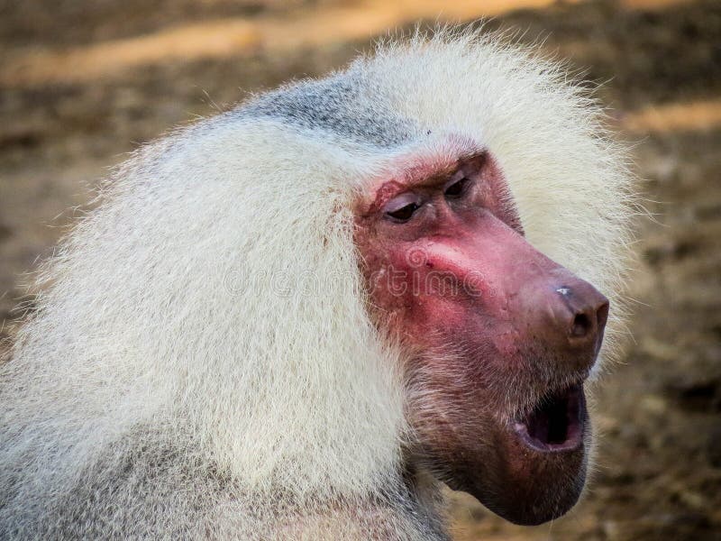 101 Macaco Gritando Fotos - Fotos de Stock Gratuitas e Fotos Royalty ...