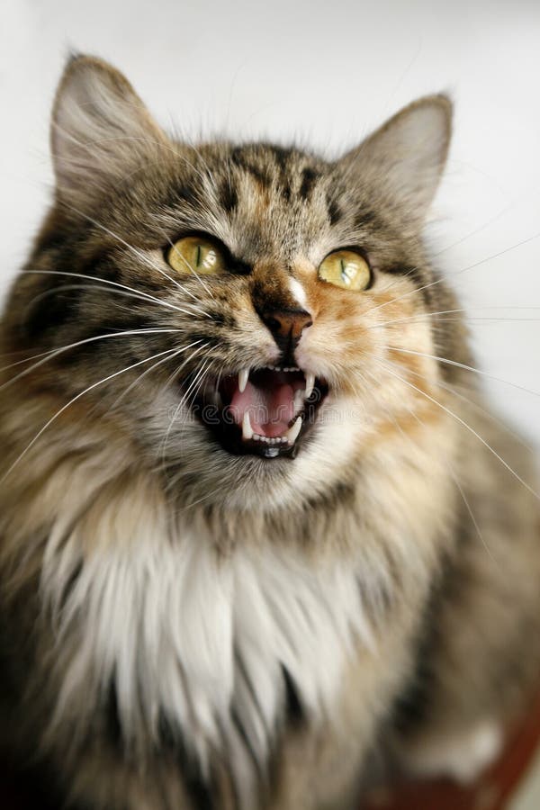 Grito feliz del gato? foto de archivo. Imagen de adorable - 3807386