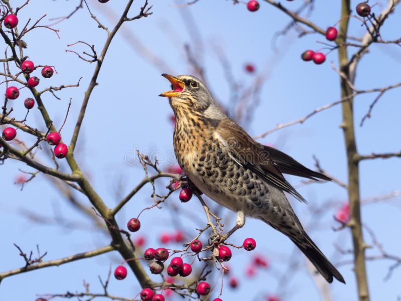 Grive Litorne, Pilaris De Turdus Image stock - Image du oiseau, animal ...