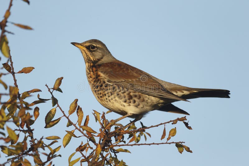 Grive Litorne, Pilaris De Turdus Image stock - Image du faune, oiseau ...