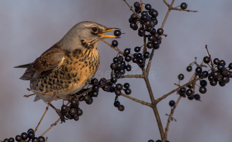 Grive Litorne - Pilaris De Turdus Photo stock - Image du baies, hiver ...