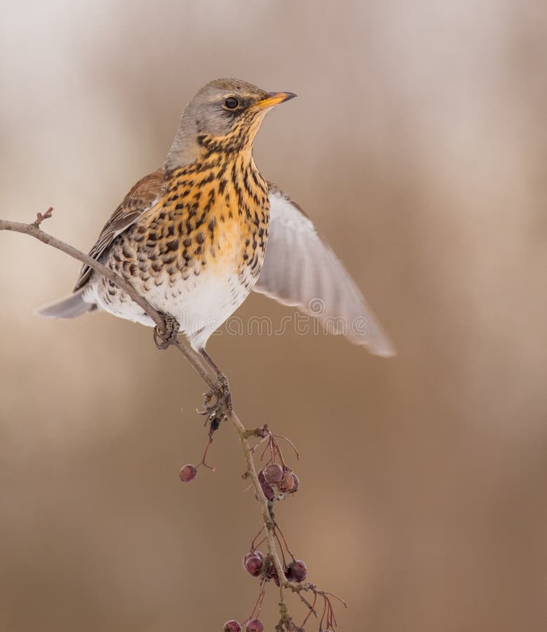 Grive Litorne - Pilaris De Turdus Photo stock - Image du baies, hiver ...