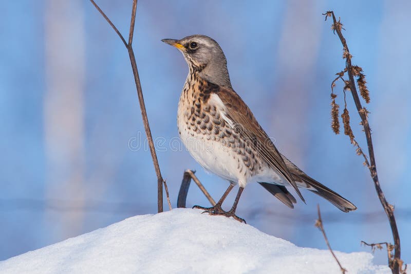Grive Litorne (pilaris De Turdus) Dans La Neige Photo stock - Image du ...