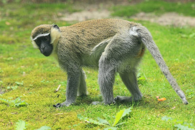 1+ Grivet Free Stock Photos - StockFreeImages