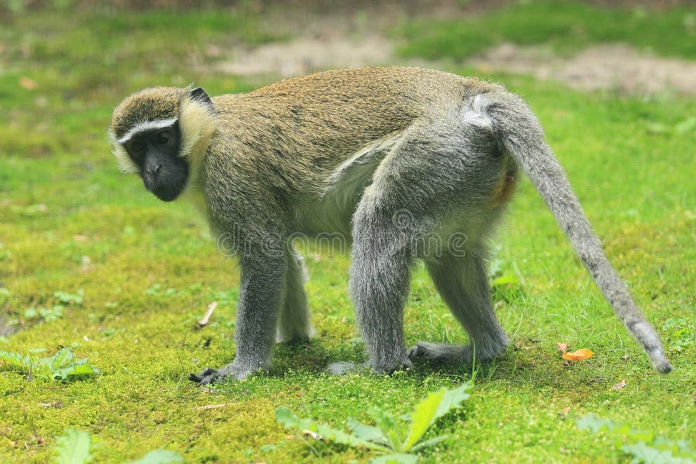 Grivet stock photo. Image of world, grivet, grass, mammal - 25798860