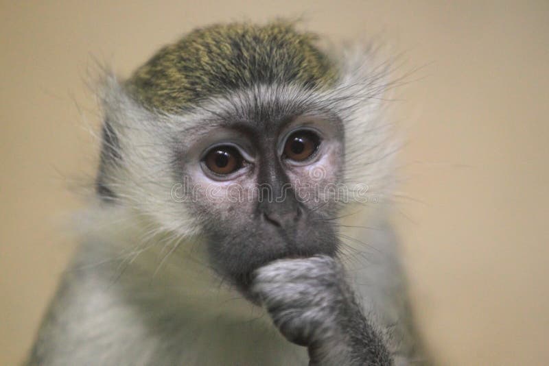 Grivet stock image. Image of animal, world, body, primate - 28614803