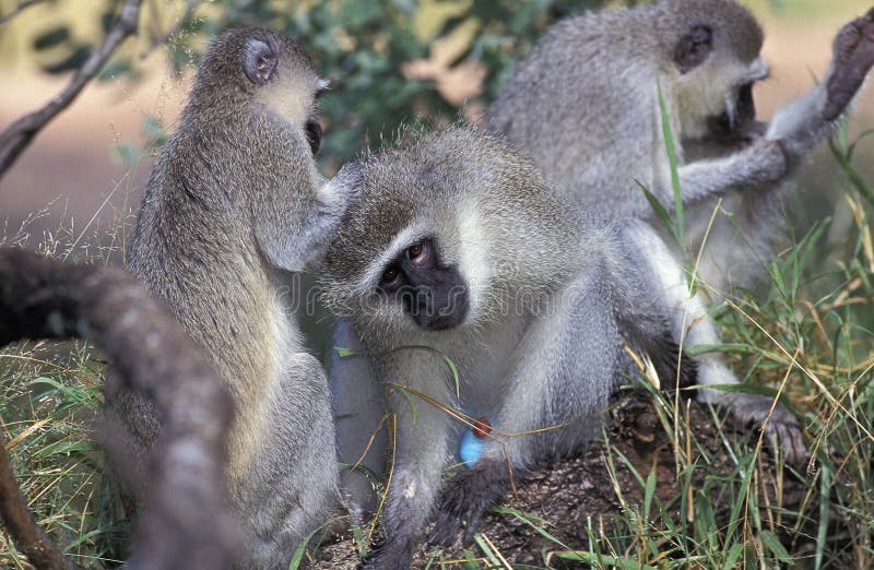 Cercopithecus Aethiops stock image. Image of looking - 36679801