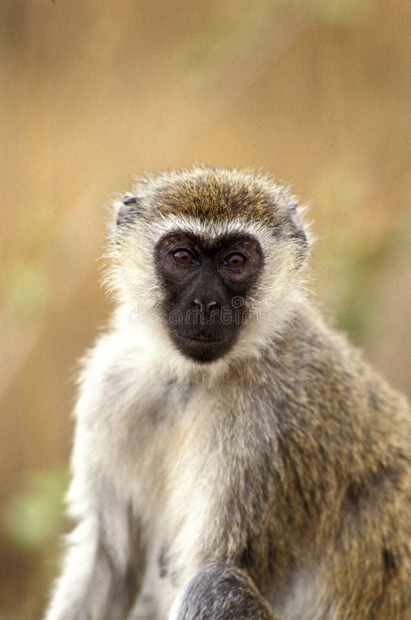 GRIVET Cercopithecus Aethiops Stock Photo - Image of animal, mammal ...