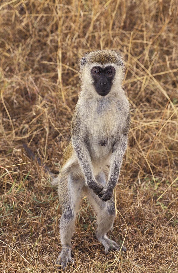 GRIVET Cercopithecus Aethiops Imagen de archivo - Imagen de mono ...