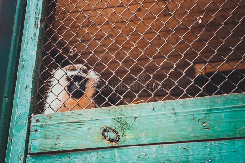 Grivet monkey stock image. Image of wild, baby, beauty - 87960621
