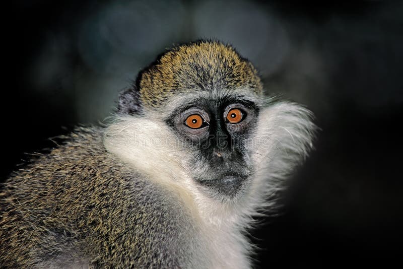 Grivet Monkey Portrait - Ethiopia Stock Photo - Image of portrait ...