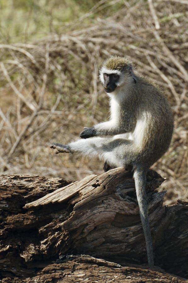Grivet Monkey Scratching Her Leg Stock Photo - Image of grass, wild ...