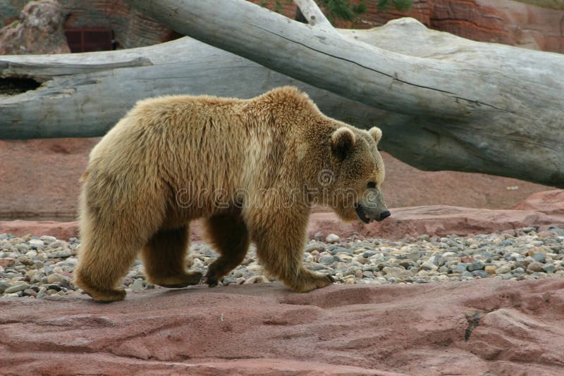 Griz on Stomp stock photo. Image of salmon, idaho, colombia - 50681450