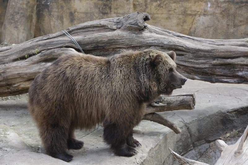 Grizzly stock photo. Image of mammal, wild, grizzly, animal - 27737288