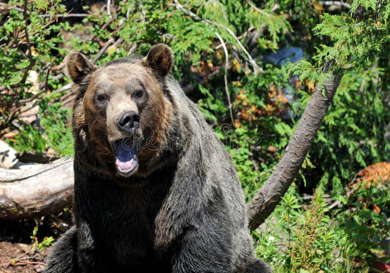 Brown Bear Yawning stock image. Image of grizzly, animal - 53404853
