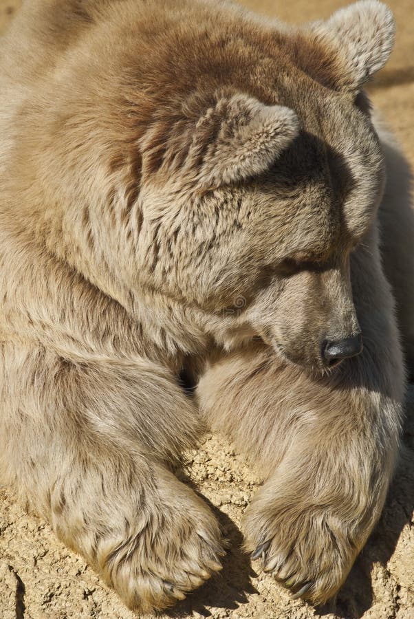 Grizzly bear stock photo. Image of polar, snout, hair - 18123414