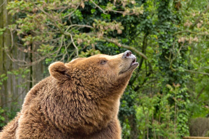 Grizzly Bear Looking Right stock image. Image of grizzly - 11744499