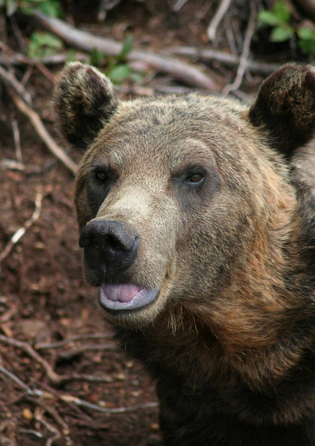 Grizzly bear stock image. Image of bear, nose, hunter - 20629225