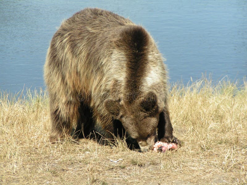 Brown bear eating meat stock photo. Image of rain, species - 33058456