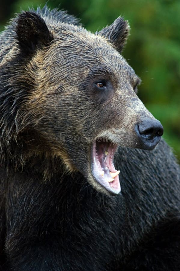 Grizzly bear stock photo. Image of bear, breath, mountains - 235826