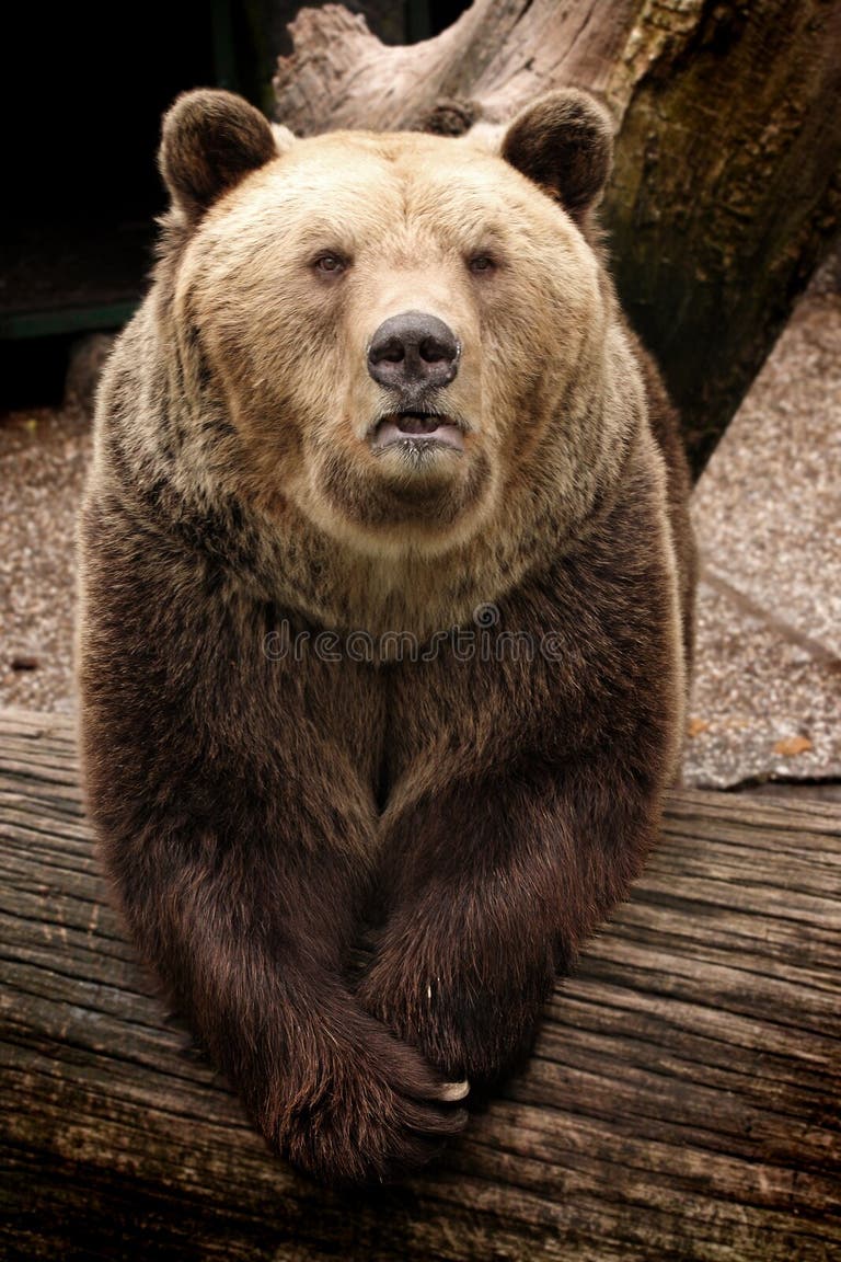 434 Stingray Face Stock Photos - Free & Royalty-Free Stock Photos from ...