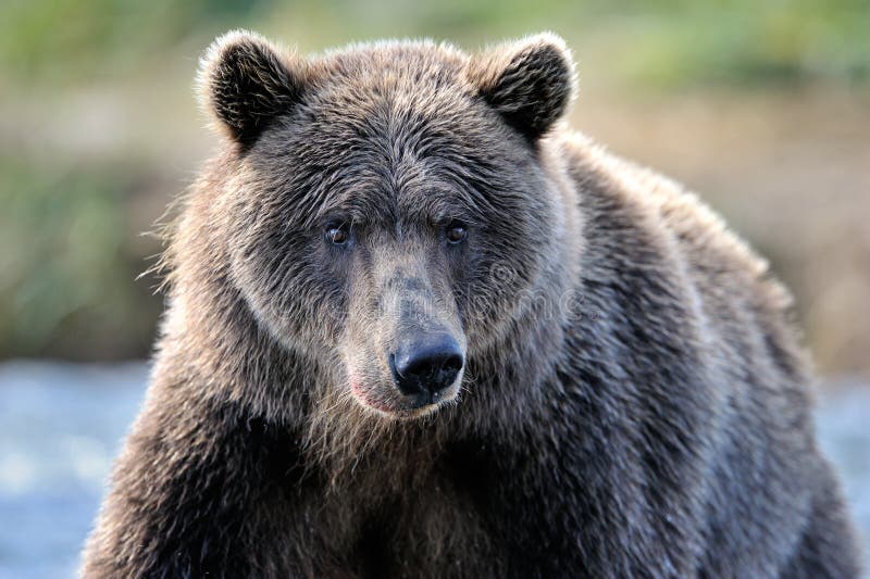 Full Face View Closeup Grizzly Brown Bear Teeth Stock Photo - Image of ...