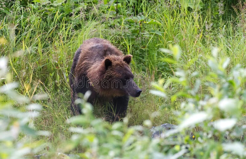 Grizzly bear stock photo. Image of nature, grizzly, brown - 26696636