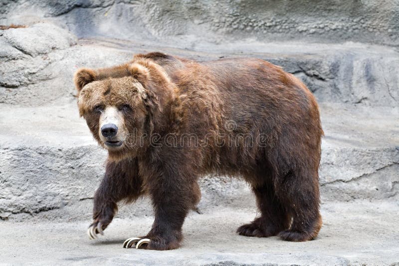 Grizzly Bear stock photo. Image of large, animal, brown - 2836086
