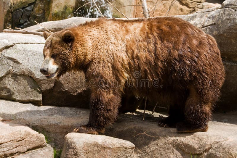 Grizzly bear snarling stock image. Image of mammal, griz - 17945471