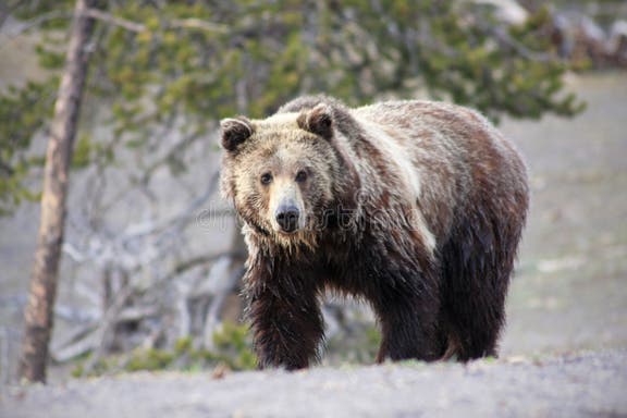 388 Grizzly Bear Rocky Mountains Stock Photos - Free & Royalty-Free ...