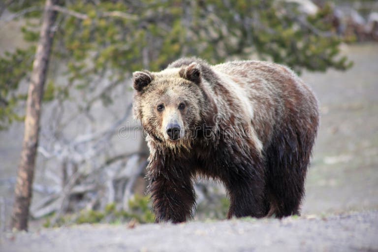 388 Grizzly Bear Rocky Mountains Stock Photos - Free & Royalty-Free ...