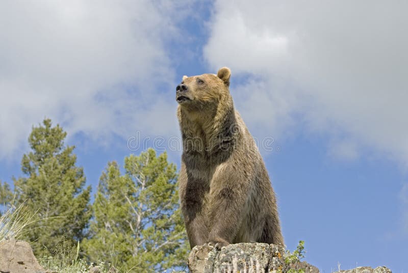 Grizzly bear stock photo. Image of nature, hunter, rearing - 5895122