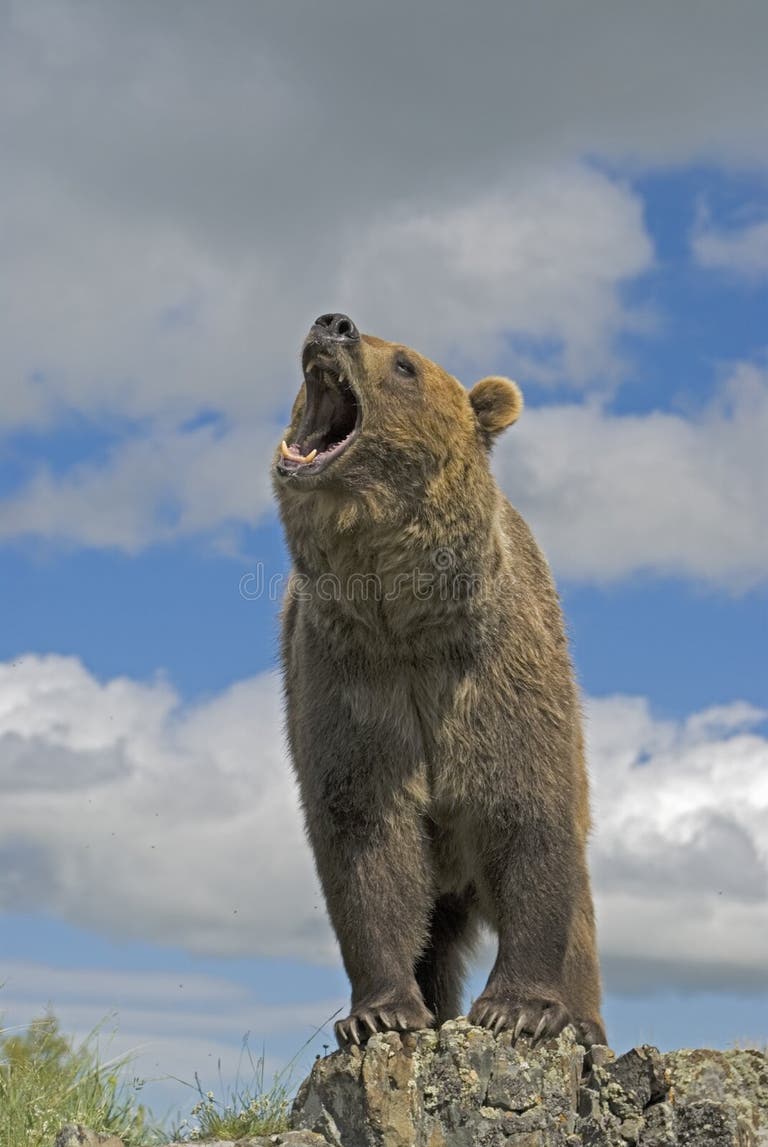 1,266 Bear Roar Stock Photos - Free & Royalty-Free Stock Photos from ...