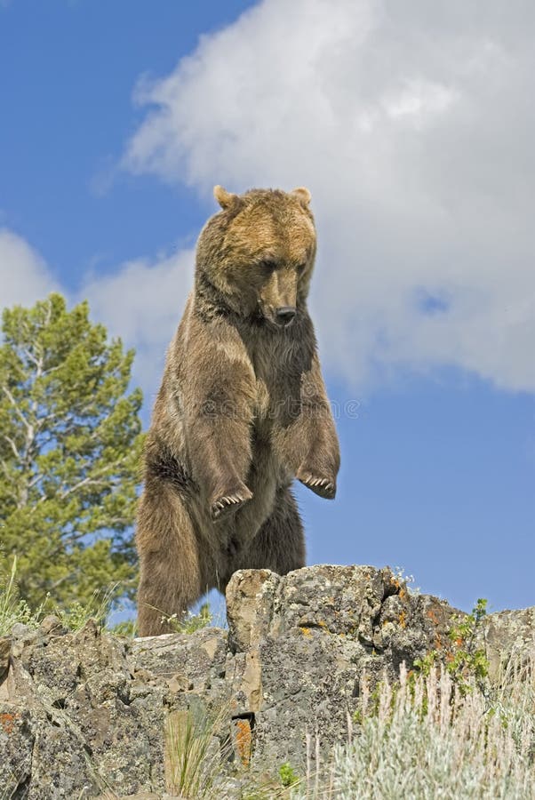 Grizzly bear stock photo. Image of nature, hunter, rearing - 5895122