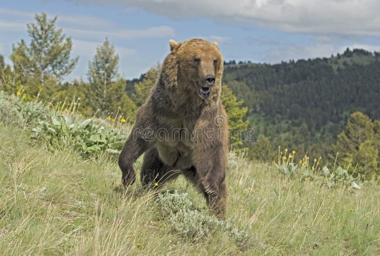 130 Bear Charging Stock Photos - Free & Royalty-Free Stock Photos from ...