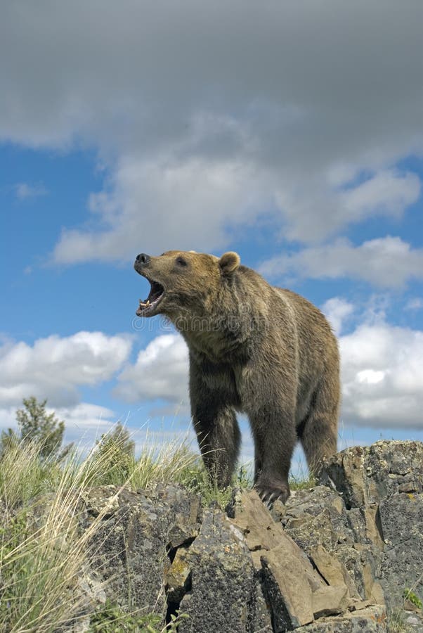 Grizzly bear stock image. Image of growling, brown, grizzly - 6195391