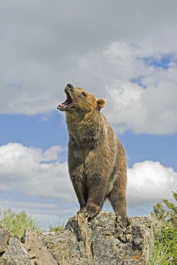 708 Grizzly Bear Roaring Stock Photos - Free & Royalty-Free Stock ...