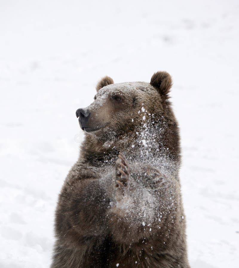 Mad Grizzly Bear Stock Photos - Free & Royalty-Free Stock Photos from ...