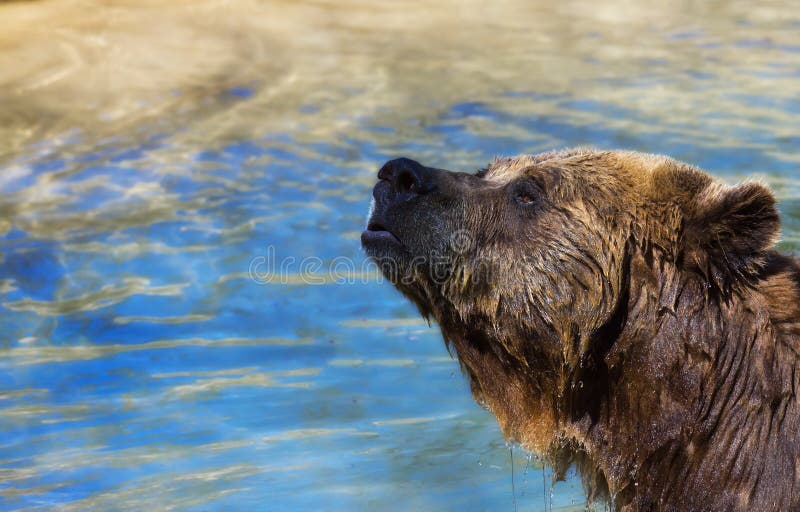 Grizzly bear close up stock photo. Image of furry, cold - 19200510