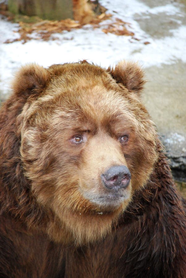 Grizzly Bear Close-up Picture. Image: 4347247