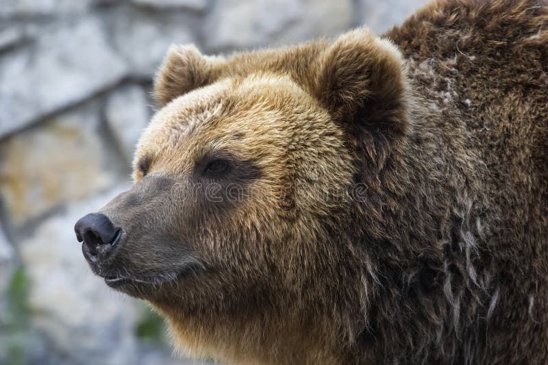 Close-up Grizzly Bear In The Winter With Snow Life Styleeat Play Chill ...